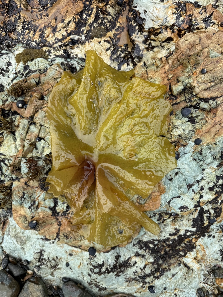 Life from Bay of Islands, Bay of Islands-Whangaroa Ward, Northland, NZ ...