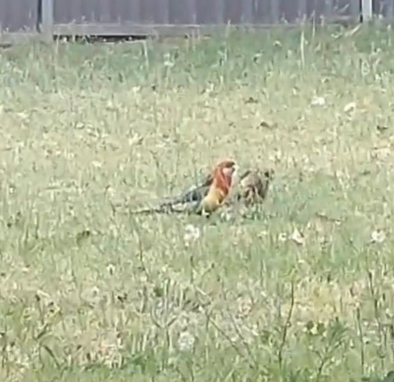 Eastern Rosella from St Andrews NSW 2566, Australia on November 19 ...