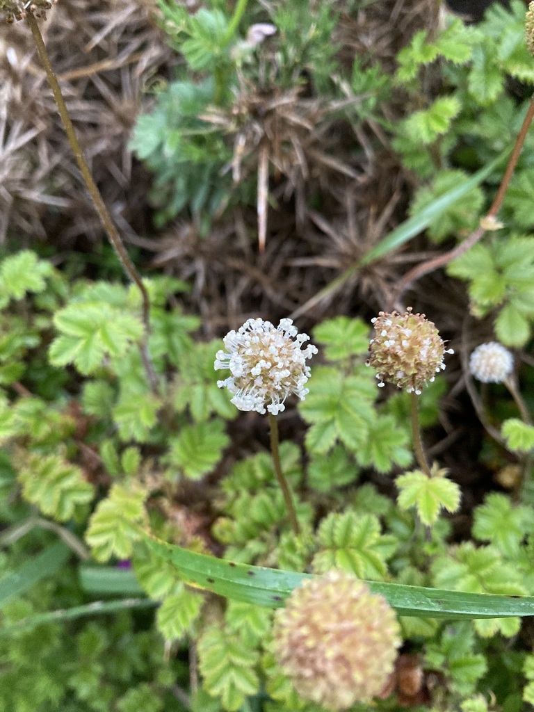 bidgee-widgee from Ōwhiro Bay, Wellington, New Zealand on November 19 ...