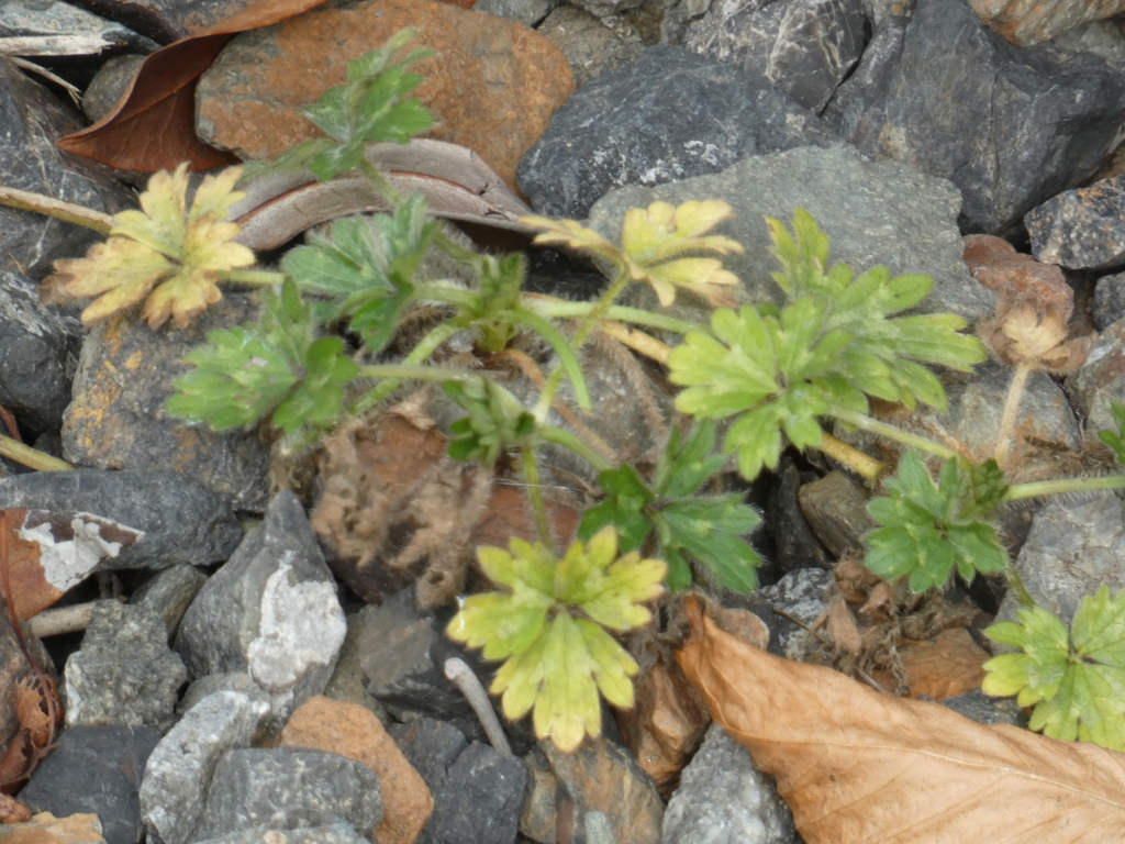 Creeping buttercup from Bothell, WA, USA on November 18, 2023 at 03:20 ...