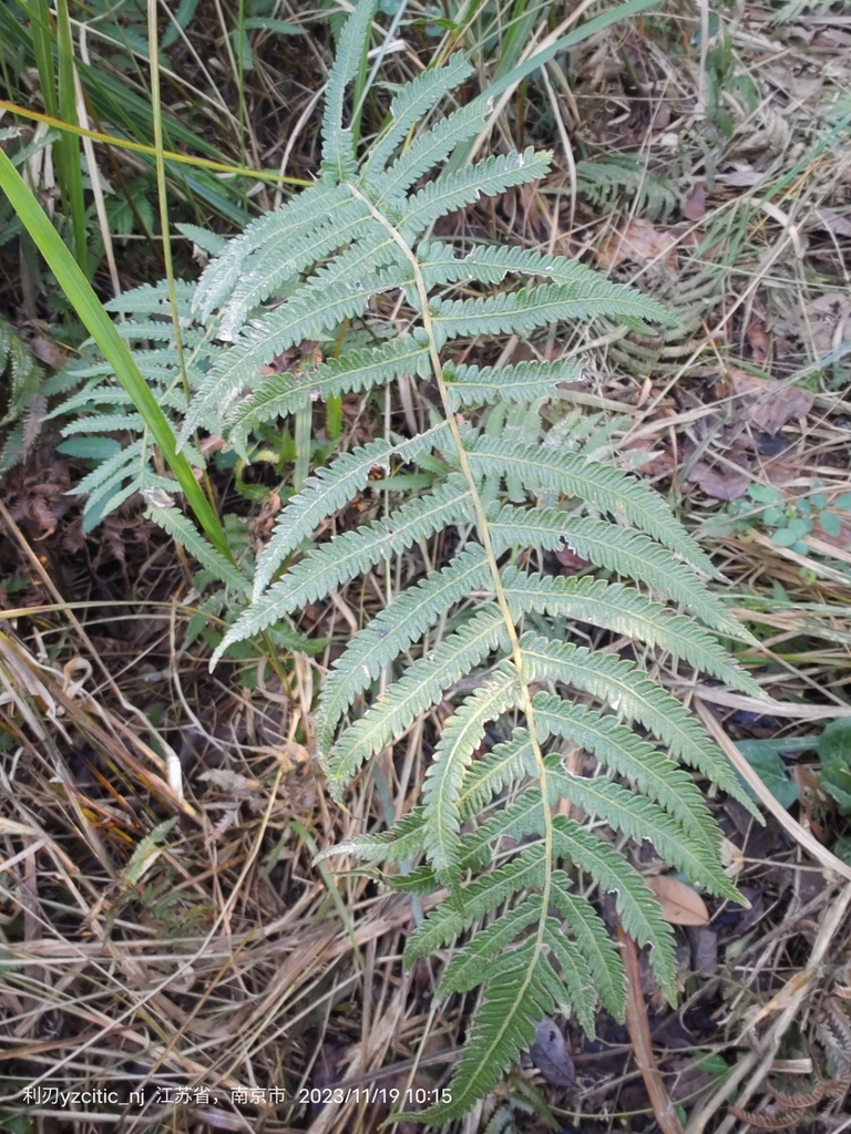 Christella acuminata from Nanjing, CN-JS, CN on November 19, 2023 at 10 ...