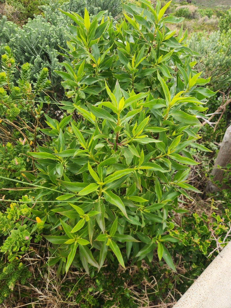 Ngaios from Rooi-Els, 7196, South Africa on November 19, 2023 at 09:07 ...