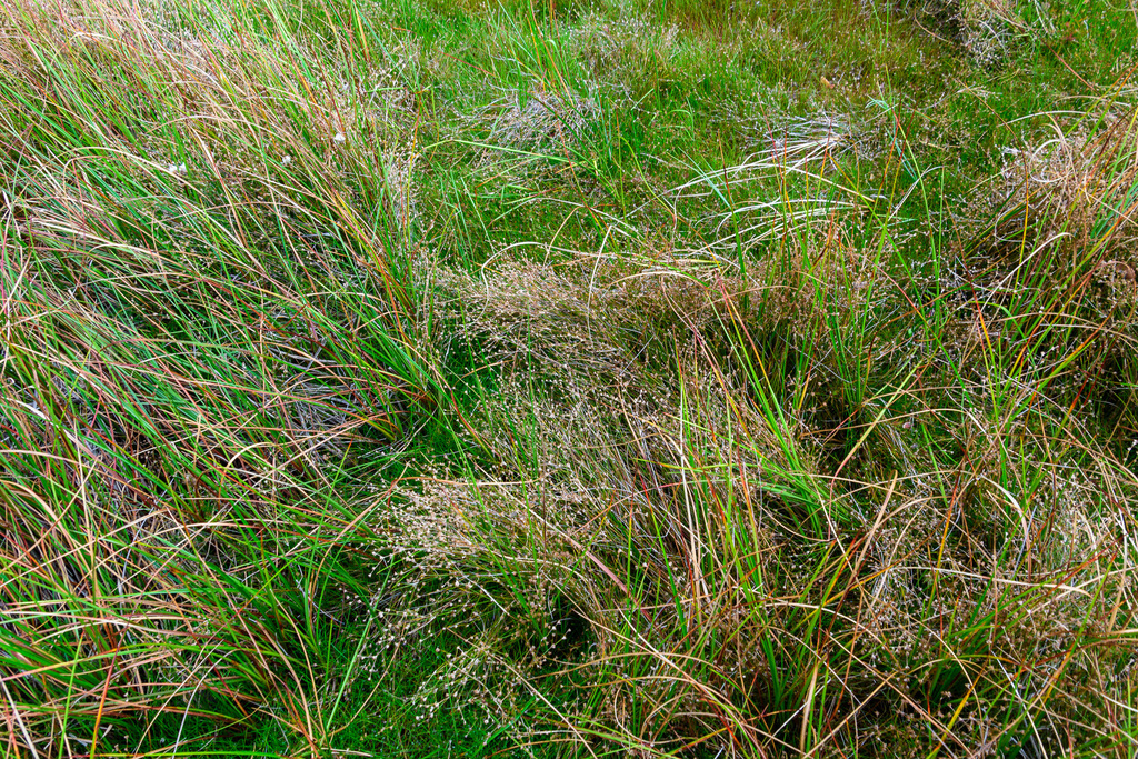 Bulbous Rush from Oberer Großteich, Biosphärenreservat Oberlausitzer ...