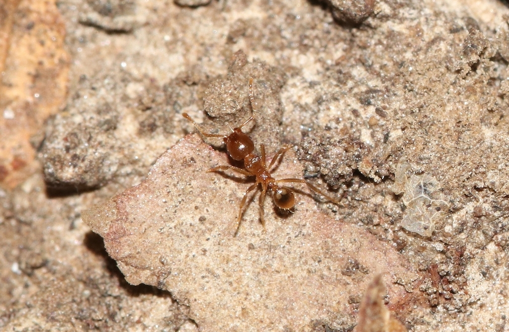 Lophomyrmex ambiguus from Kaziranga National Park Assam on October 31 ...