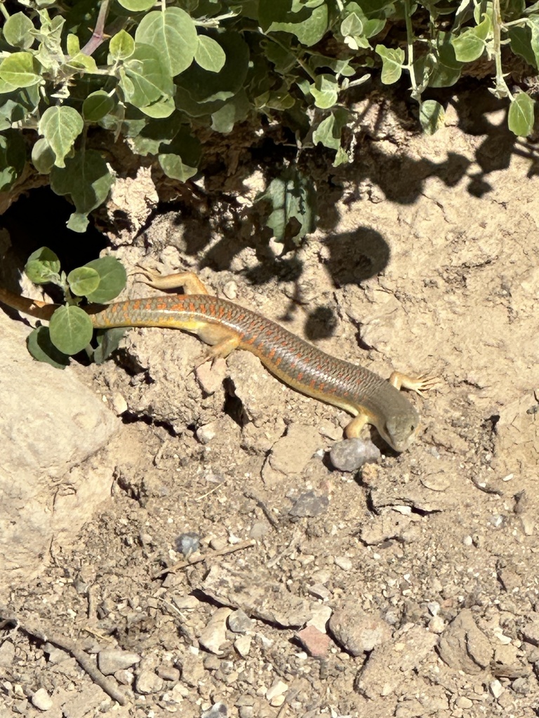 Schneider's Skink from Petra, Ma-an, JO on October 20, 2023 at 09:45 AM ...