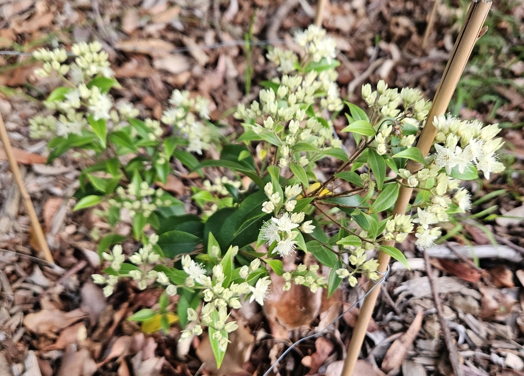 Grey Myrtle in November 2023 by pratyeka. Maybe. First time flowering ...