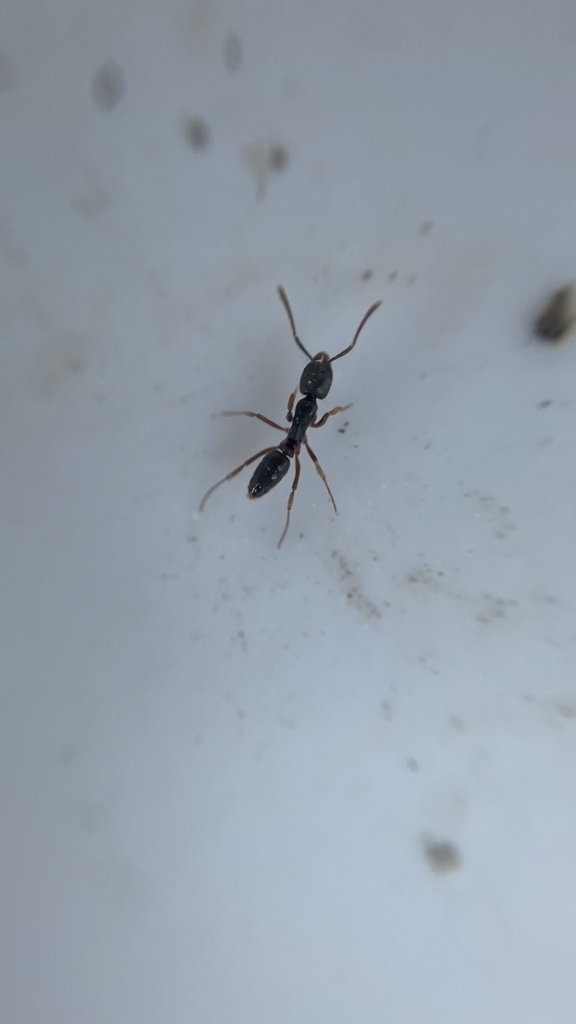 Asian Needle Ant in November 2023 by eggseries · iNaturalist