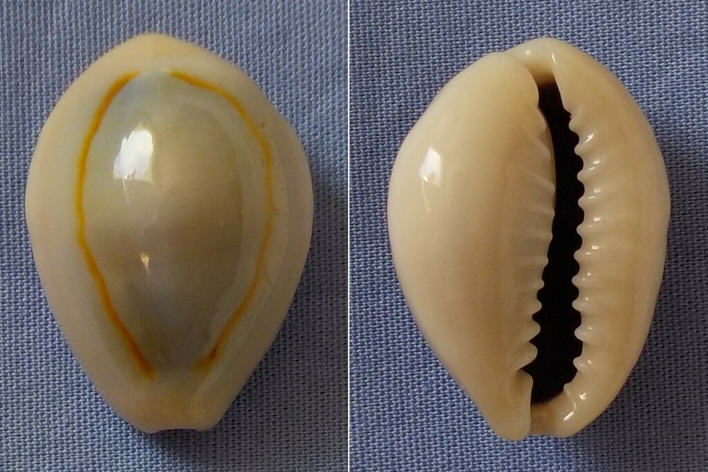 Gold Ring Cowry in October 2008 by vrebizant. 24 mm long · iNaturalist