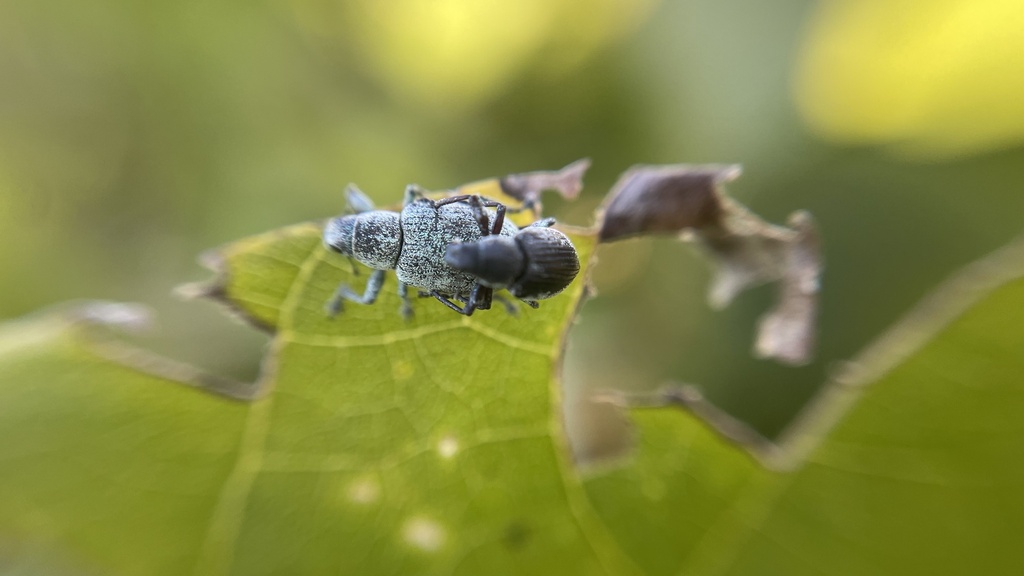 Eugnathus distinctus in November 2023 by eggseries · iNaturalist