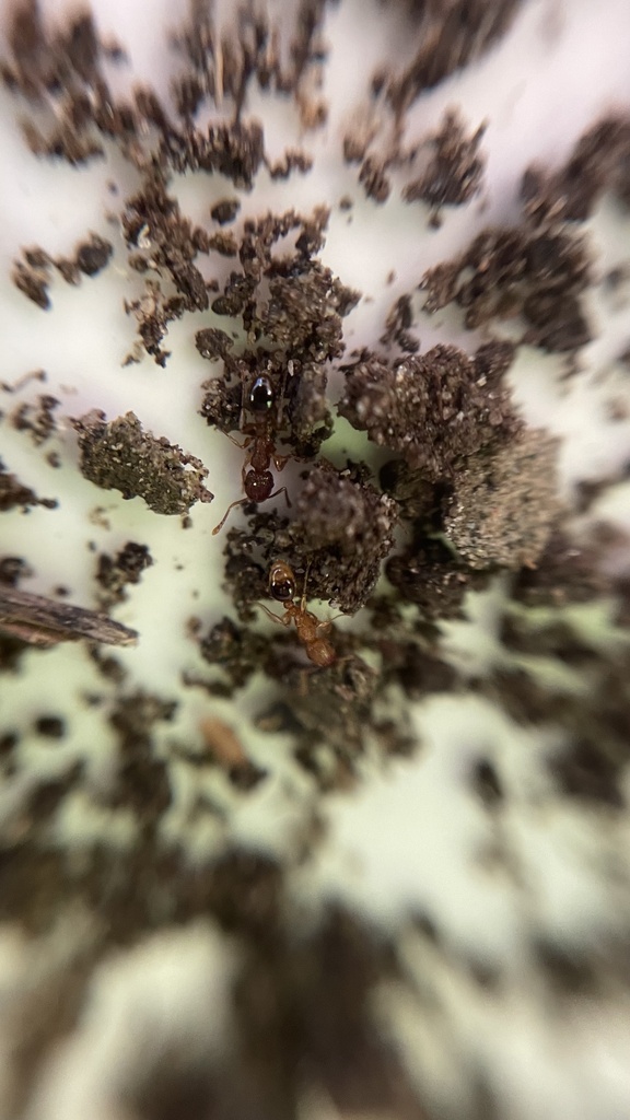 Bicolored Pennant Ant in November 2023 by eggseries · iNaturalist