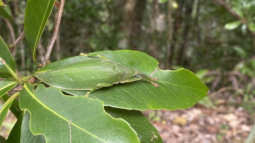 Phyllomimus sinicus from やんばる国立公園, 国頭郡大宜味村, 沖縄県, JP on November 13 ...