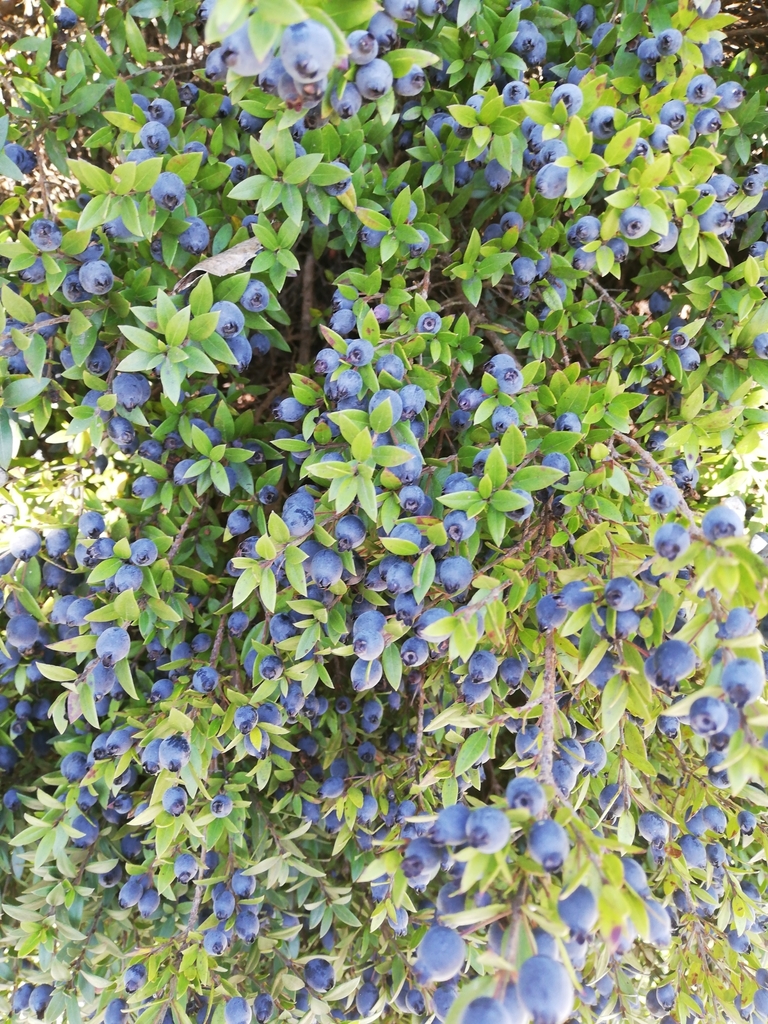 myrtle from Azinhaga, 2150 Azinhaga, Portugal on November 19, 2023 at 09:56 AM by analuciaroque ...