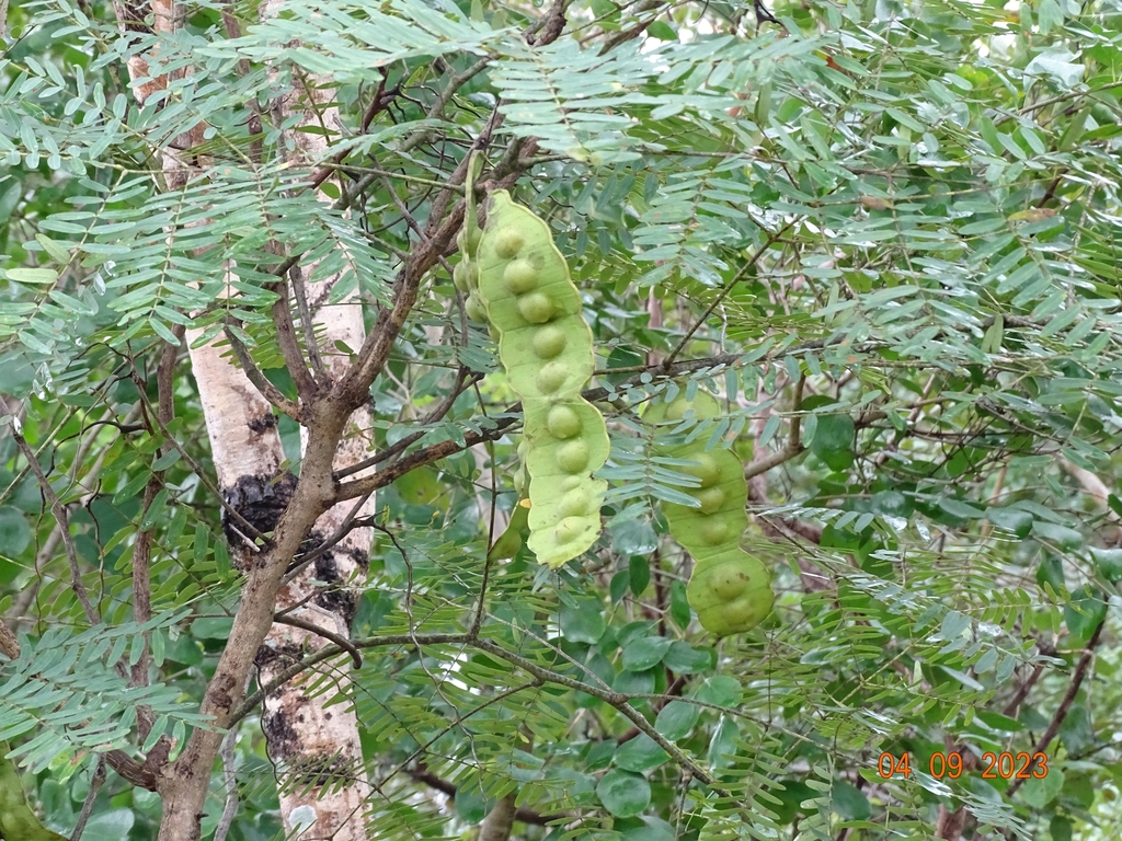 Entada africana from Natitingou, Bénin on September 04, 2023 at 10:42 ...