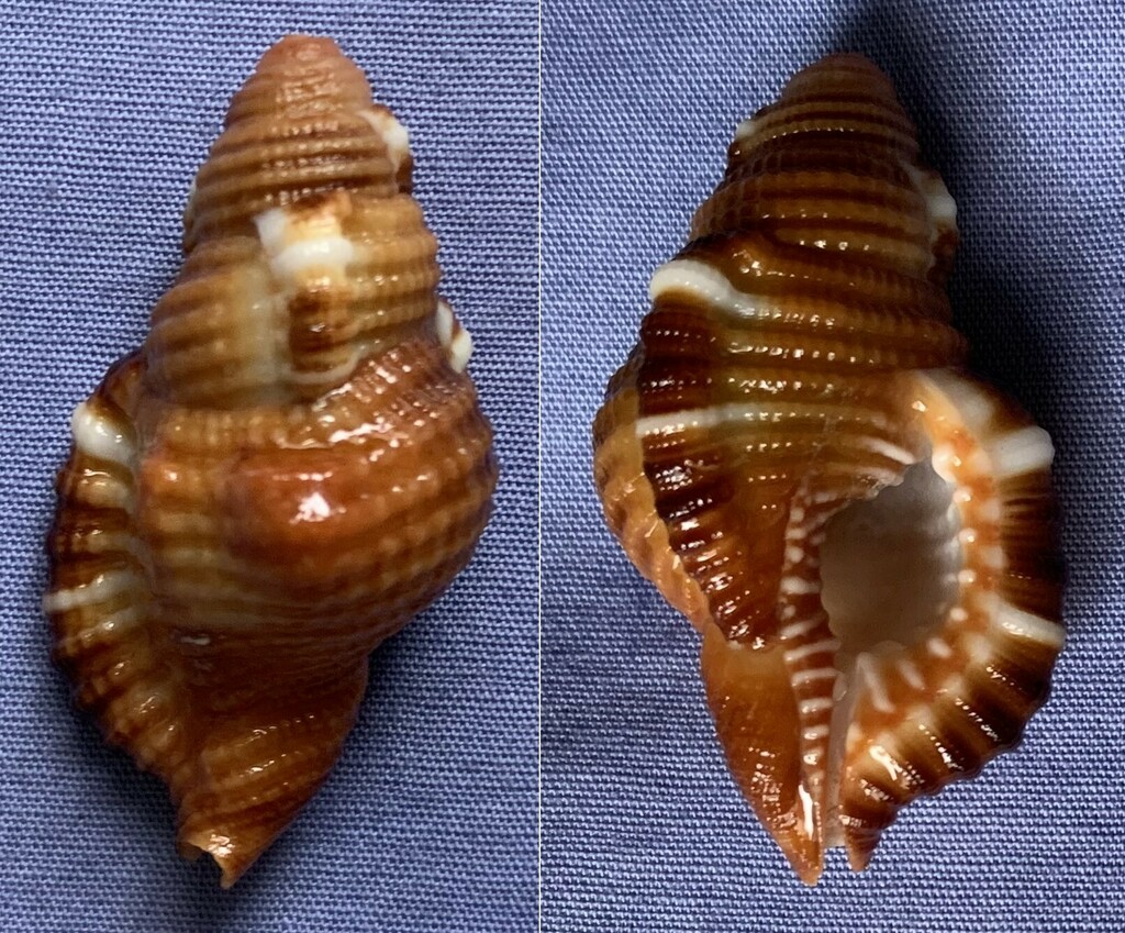 Red Triton Snail in October 2012 by vrebizant. 39.5 mm long · iNaturalist