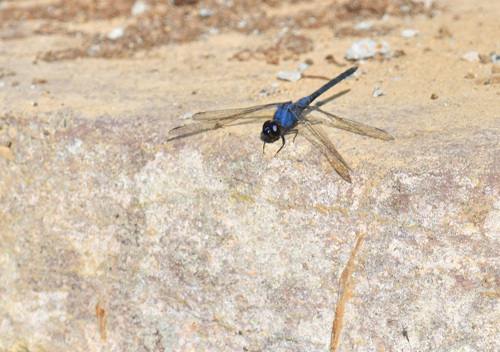Indigo Dropwing from Buleleng Regency, Bali, Indonesia on December 30 ...