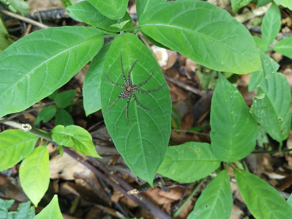 Giant Huntsman Spiders from Mount Makiling, Los Baños, Laguna ...