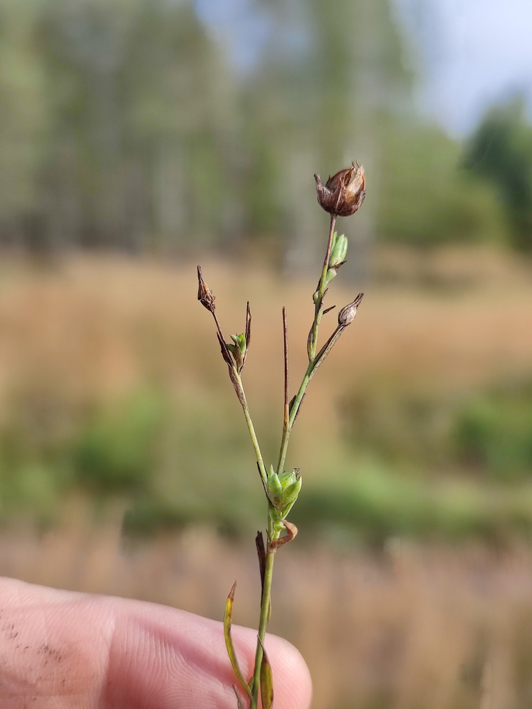 common flax from С2-2 (Мезиновский - запад), Гусь-Хрустальный р-н ...