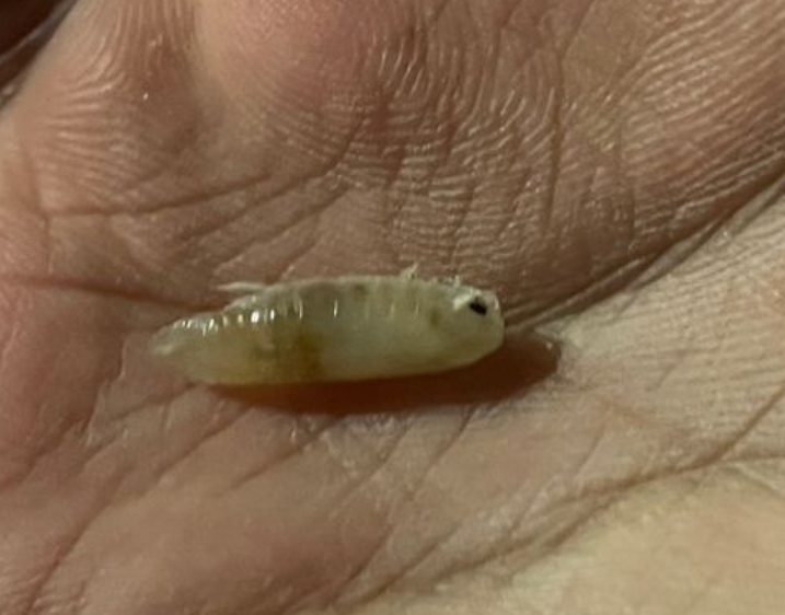 Fish-associated Isopods from Holdfast Bay - South, AU-SA, AU on ...