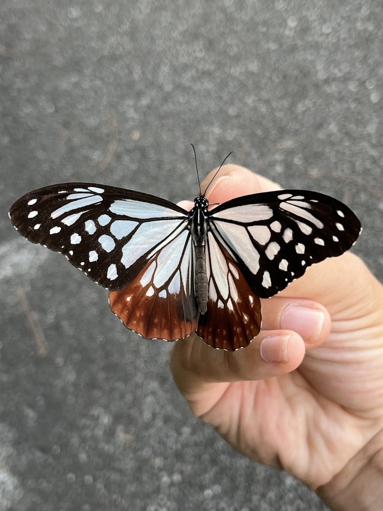 Parantica sita niphonica in November 2023 by Nakatada Wachi · iNaturalist