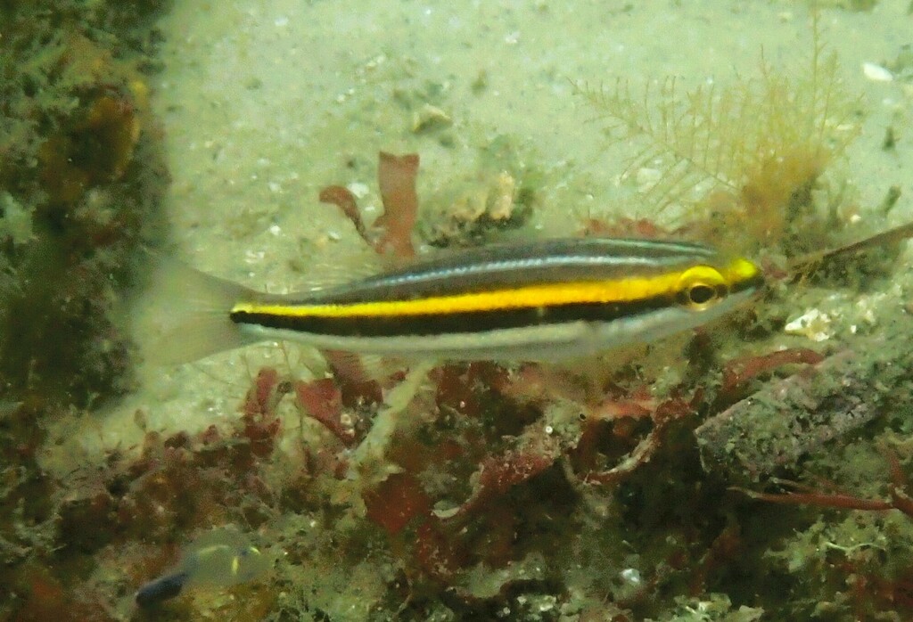 Paradise Threadfin Bream from Port Stephens, NSW, Australia on November ...