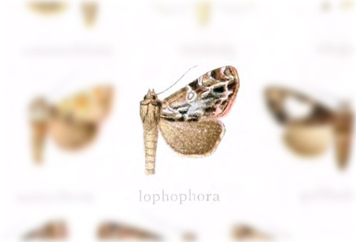 Concana lecta · iNaturalist