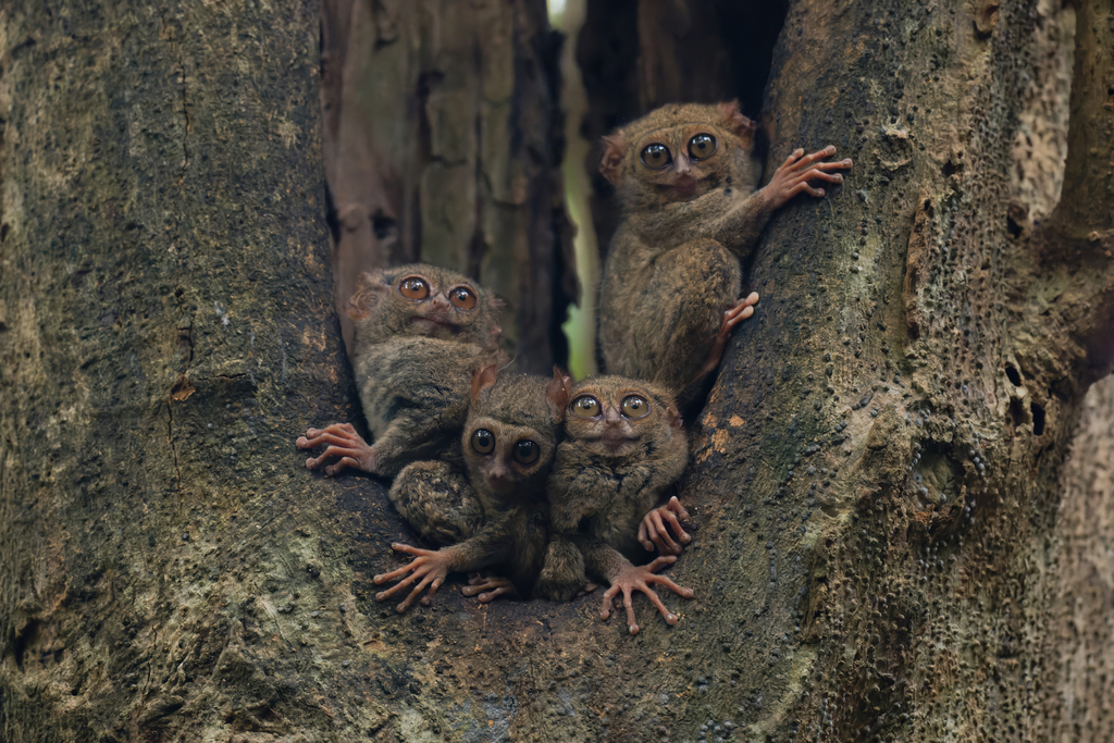 Tarsiers (Tarsiidae) - Know Your Mammals