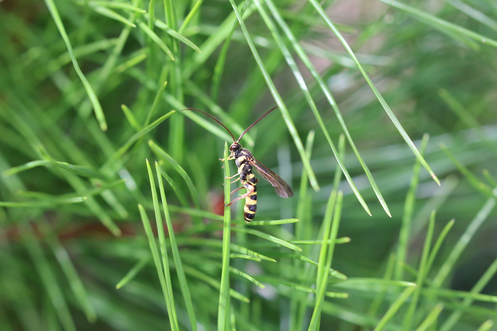 Metopius rufus from 日本、〒368-0102 埼玉県秩父郡小鹿野町長留 on September 14, 2019 at ...