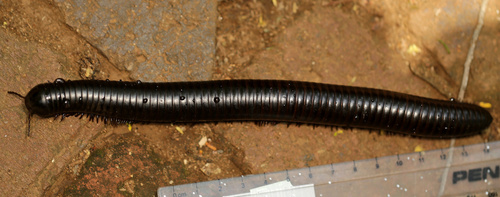 Spirostreptus kruegeri · iNaturalist United Kingdom