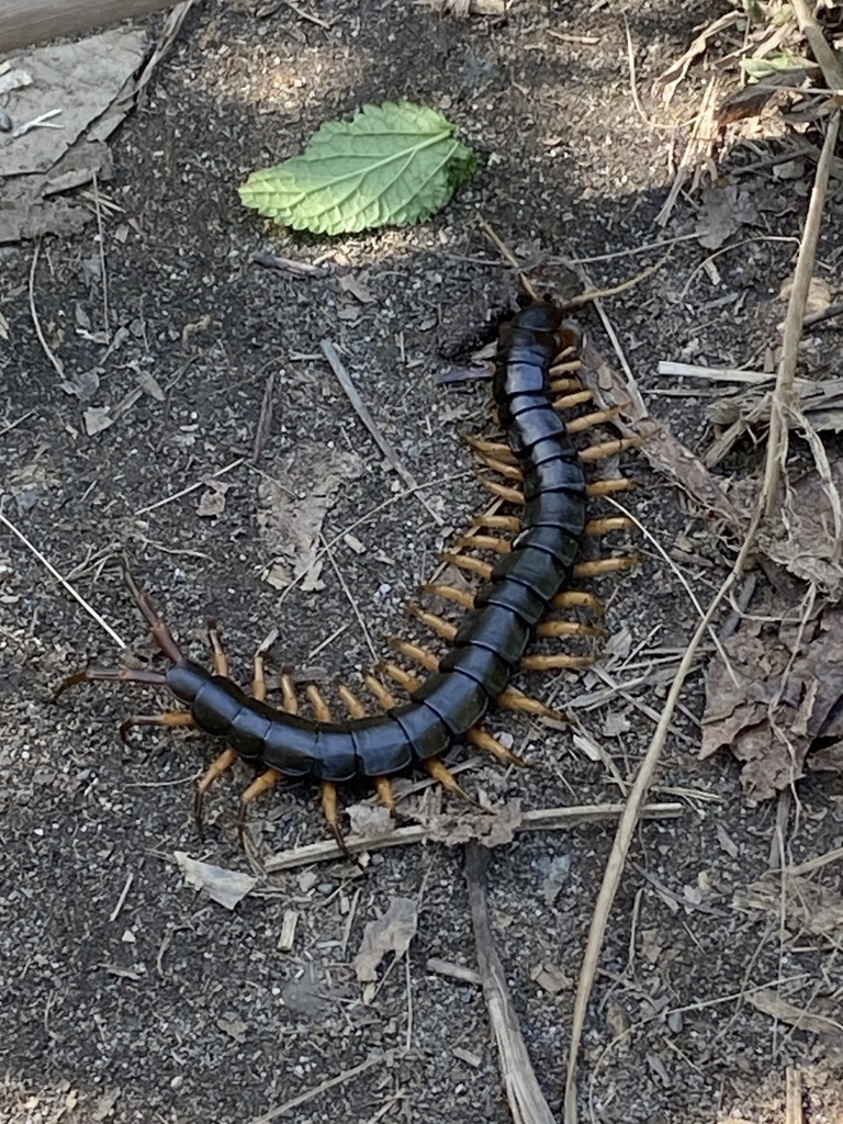 Chinese Red-headed Centipede from Pingtung, TW-TA, TW on November 19 ...