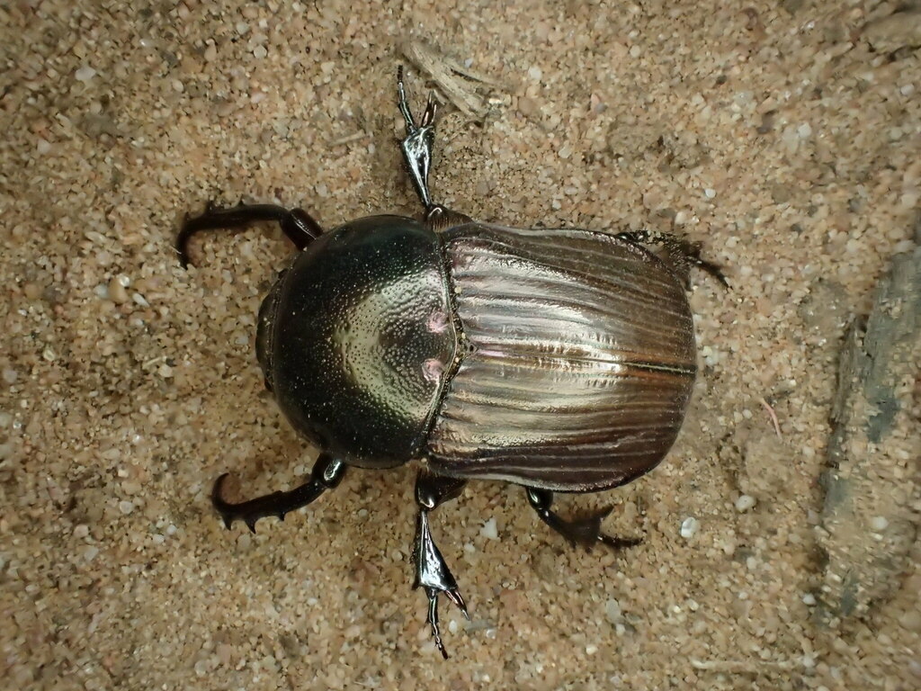 Onitis aygulus from 30km E by N of Swan Reach, S. AUST on November 18 ...