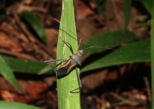 Genus Cleotopetalops · iNaturalist