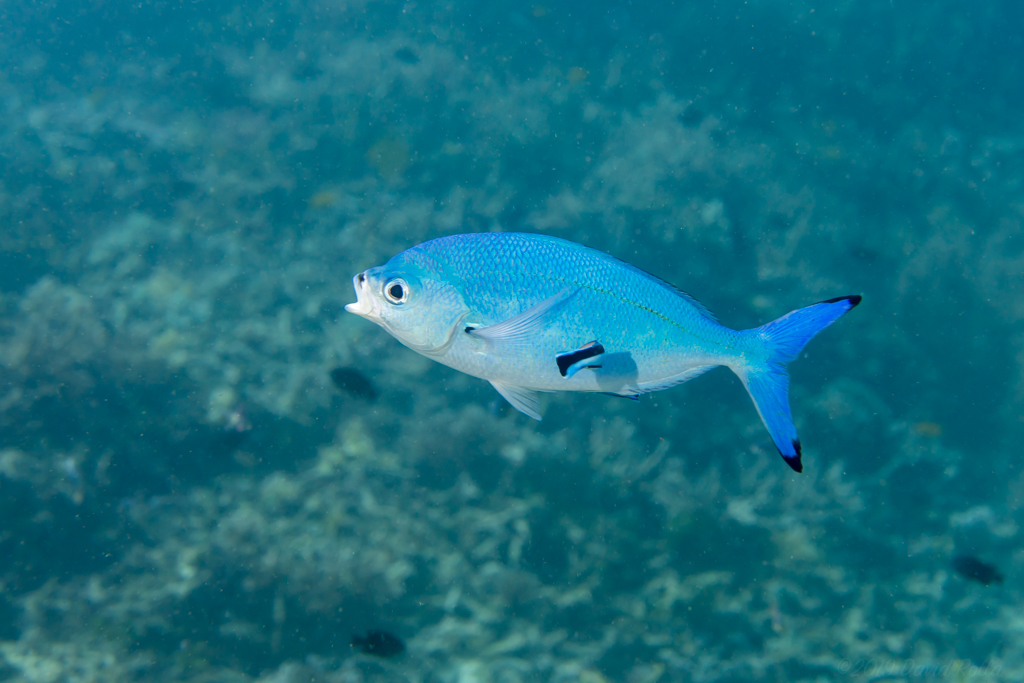 Lunar Fusilier (Caesio lunaris) - Marine Life Identification