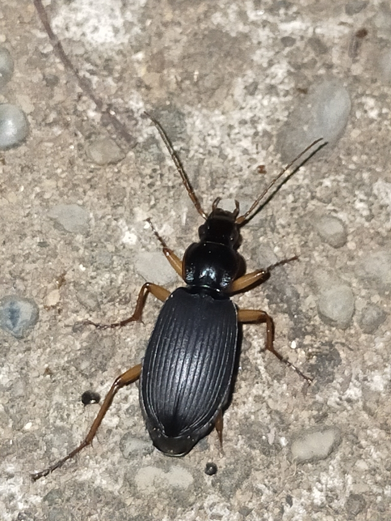 Dolichus halensis from 日本 〒231-0016 on November 19, 2023 at 07:33 PM by ...