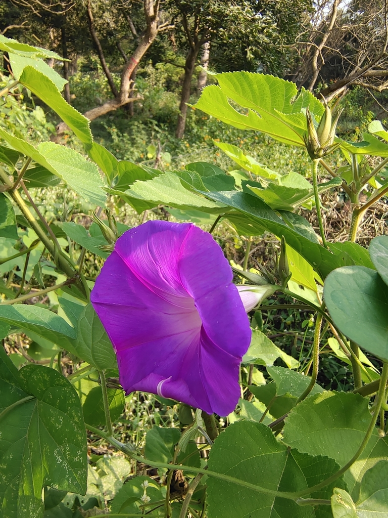 oceanblue morning glory from 7XJC+354, Chandrabani, Dehradun, Ashkrodi ...