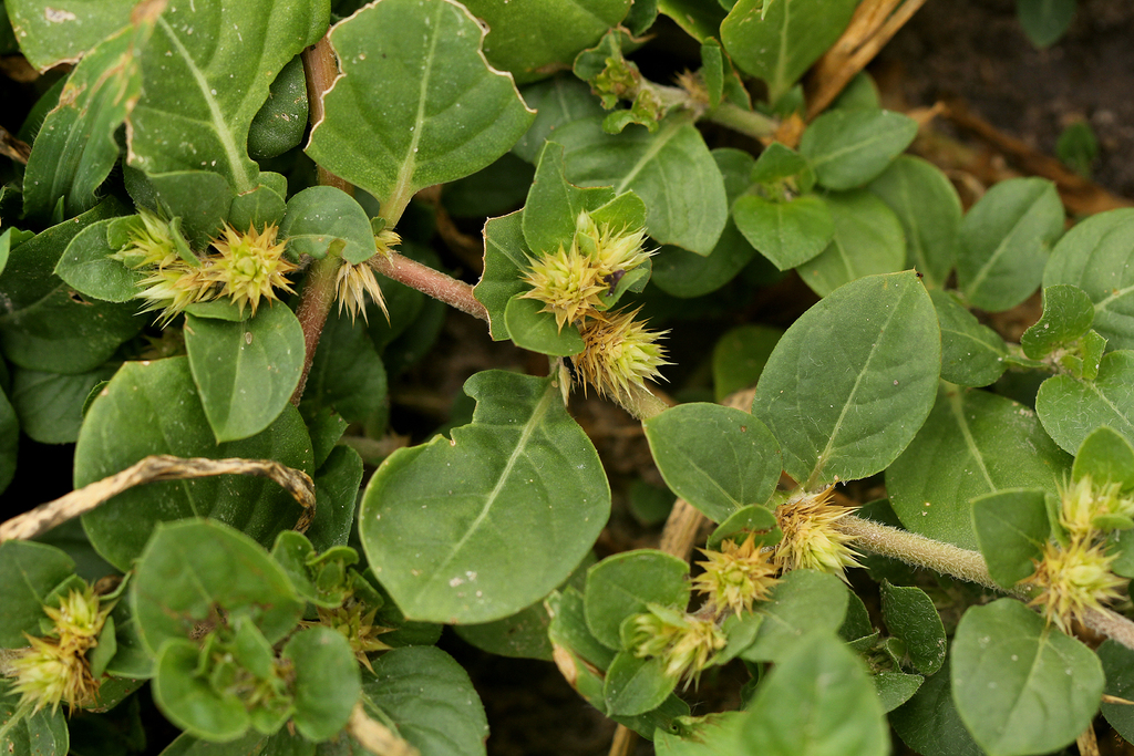 creeping chaffweed (Alternanthera pungens) - Botanical Realm