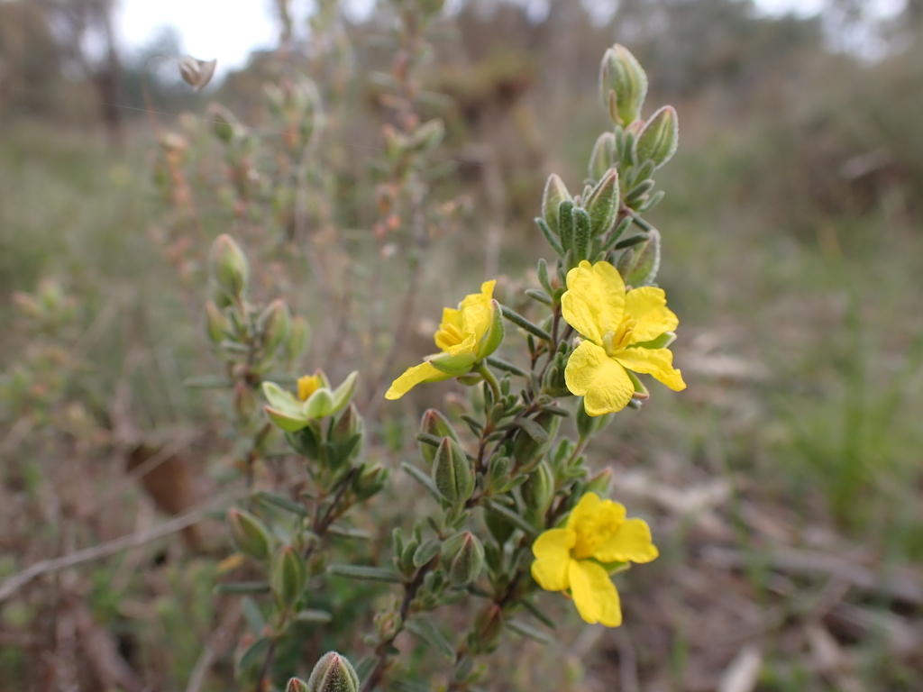 Hibbertia australis from Deep Lead VIC 3385, Australia on September 1 ...