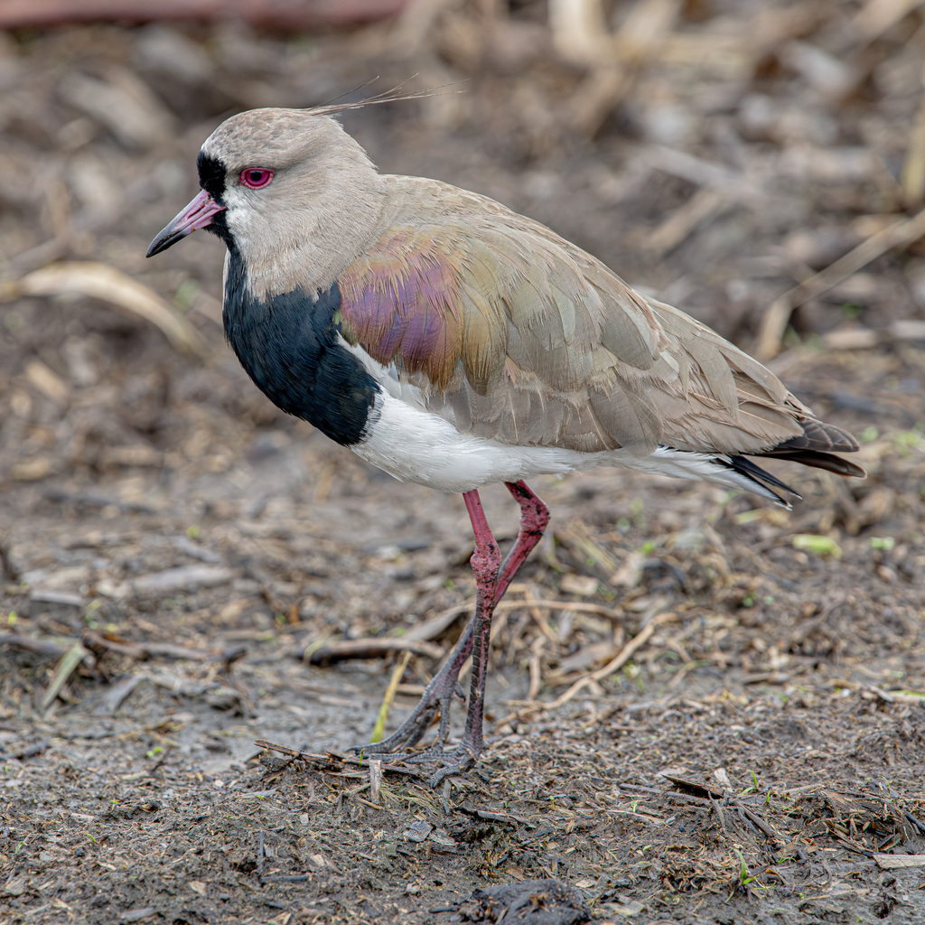 Southern Lapwing from Pellegrini, Corrientes Province, Argentina on ...