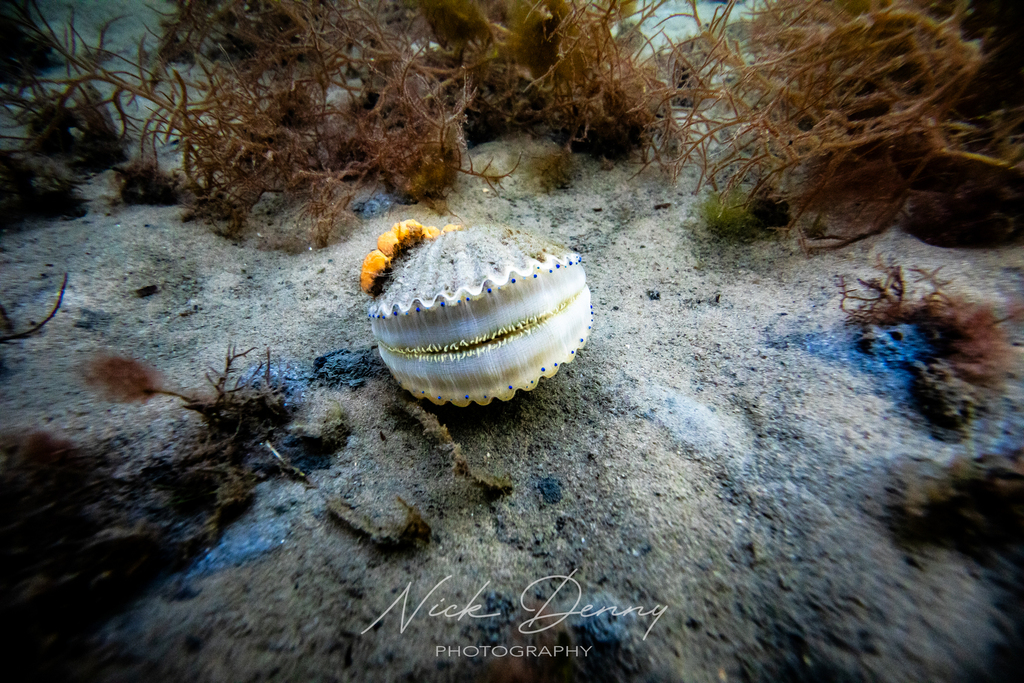 Atlantic Bay Scallop from Assateague Island on November 4, 2023 at 10: ...