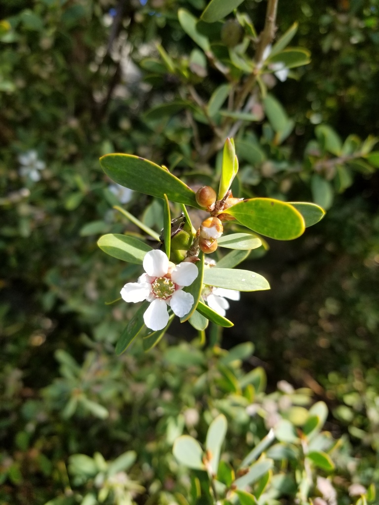 Australian Tea Tree from Sonoma County, CA, USA on March 27, 2019 at 10 ...