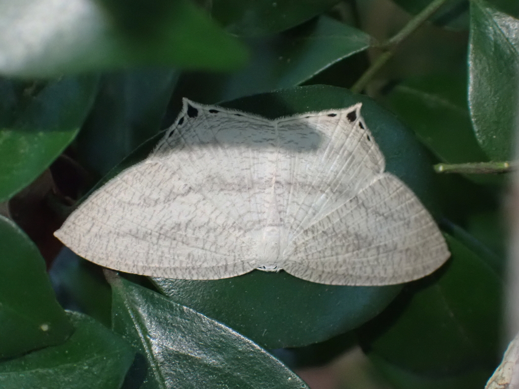 Grey Swallowtail Moth from 香港 on November 19, 2023 at 01:18 PM by ...