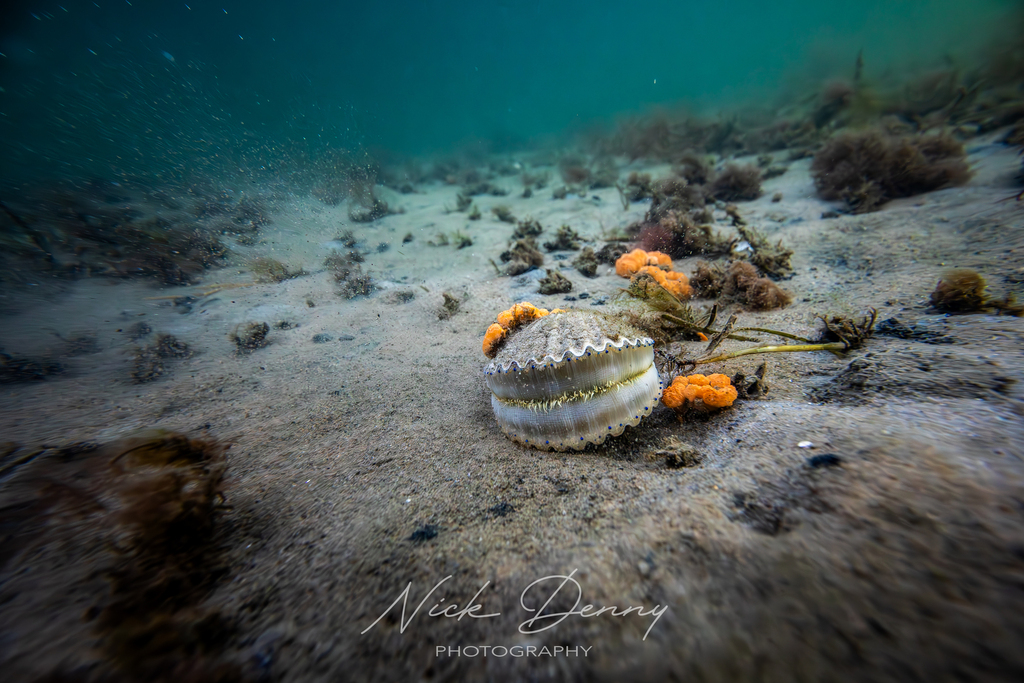 Atlantic Bay Scallop from Assateague Island on November 4, 2023 at 10: ...