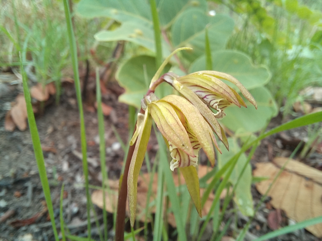 Nervilia kotschyi from Mkushi, Zambia on November 13, 2023 at 12:29 PM ...