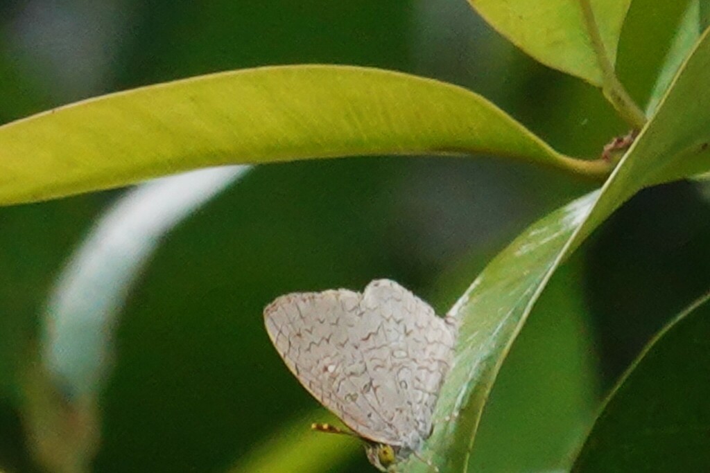Apefly from Bukit Gombak Park, Sg on November 19, 2023 at 12:57 PM by ...