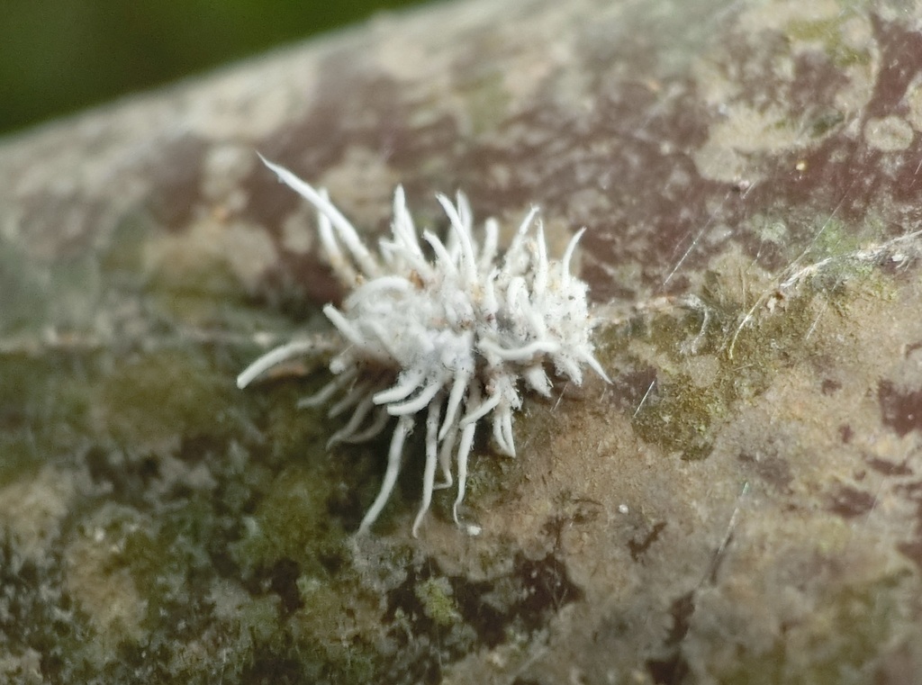 Scale Insects from 520台灣彰化縣田中鎮 on November 19, 2023 at 03:47 PM by ...