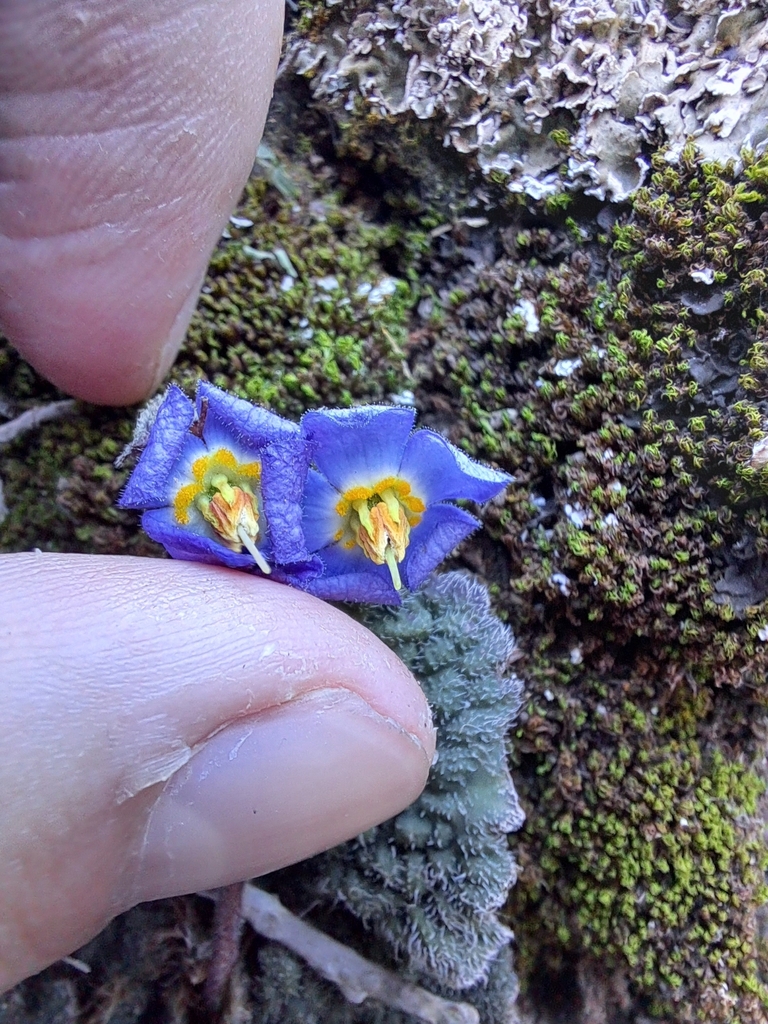 Pyrenean Violet from Barcelona, ES-CT, ES on November 19, 2023 at 01:50 ...