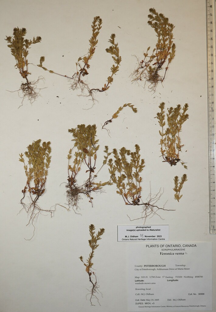 Spring Speedwell from Canada, Ontario, PETERBOROUGH County, City of ...