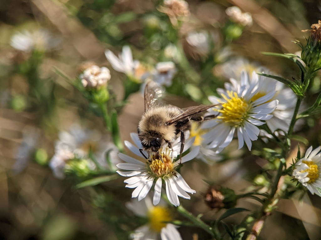 Common Eastern Bumble Bee from Middlesex, Massachusetts, United States ...