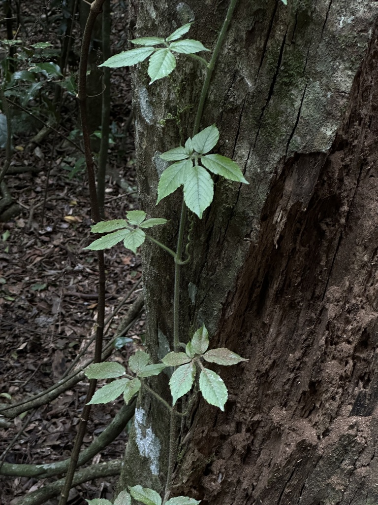 Causonis in November 2023 by Vaibhav Dwivedi · iNaturalist