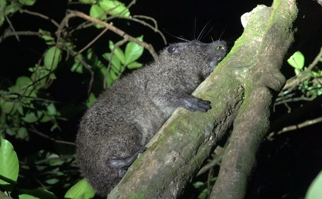 Bioko Tree Hyrax from San Carlos de Luba, Equatorial Guinea on January ...
