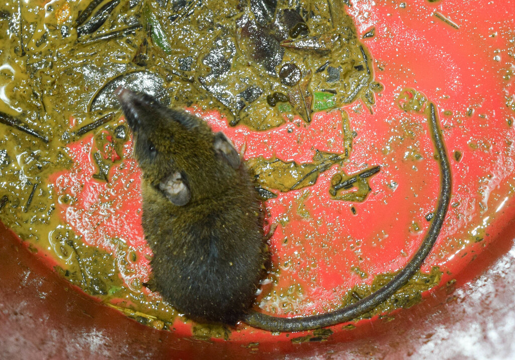 Talazac's Shrew Tenrec from Moramanga, Madagascar on June 17, 2016 at ...